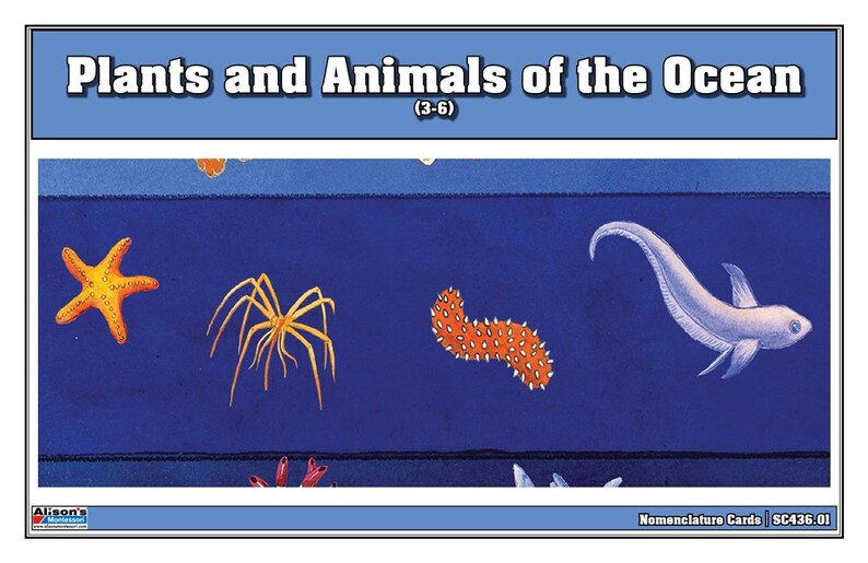 Layers of the Ocean Puzzle With Nomenclature Cards (3-6) (printed ...
