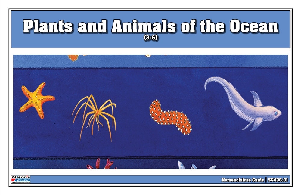 Layers of the Ocean Puzzle With Nomenclature Cards 3-6 printed ...