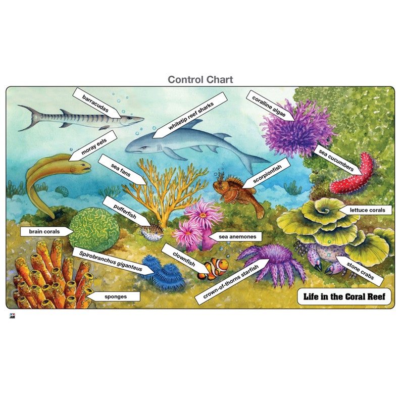 Life in the Coral Reef Puzzle - Montessori Materials - Montessori ...