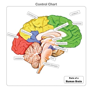 Parts of a Human Brain Puzzle With Nomenclature Cards (6-9 ...