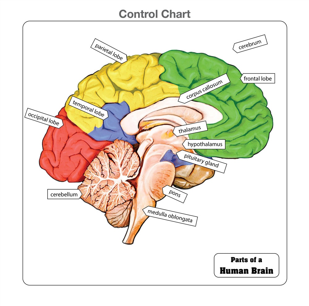 Parts of a Human Brain Puzzle With Nomenclature Cards (6-9 ...