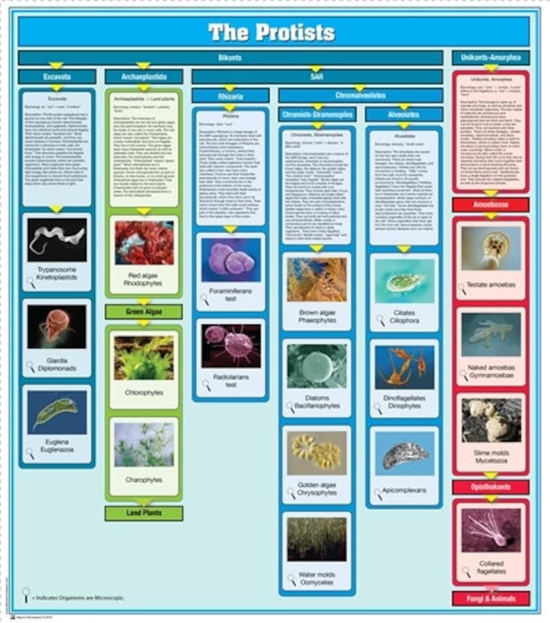 Protists Kingdom Chart Complete Set | Montessori Charts | Alison's ...