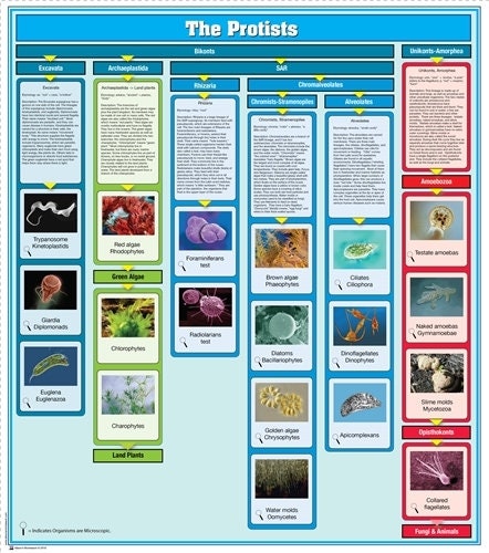 Protists Kingdom Chart Complete Set | Montessori Charts | Alison's ...