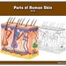Parts of Human Skin Puzzle With Nomenclature Cards (6-9) Printed ...