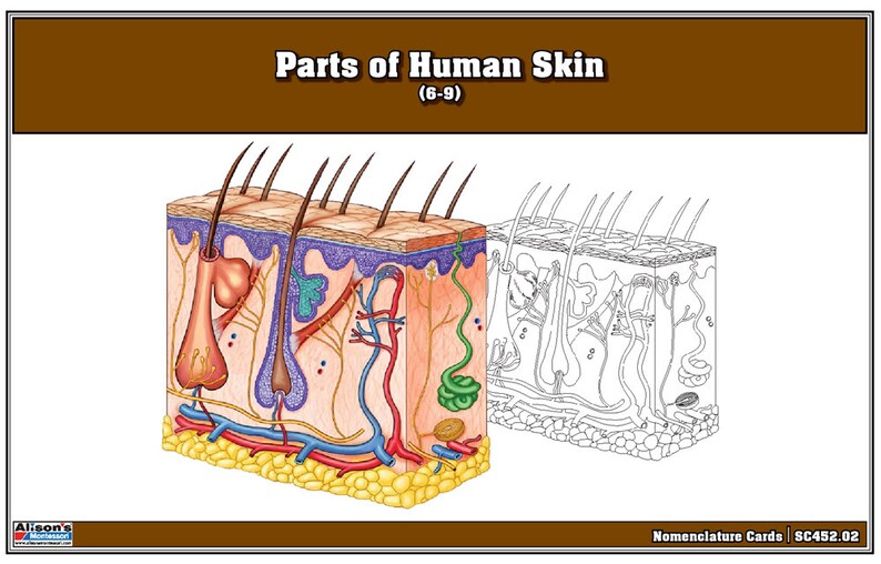 Parts of Human Skin Puzzle With Nomenclature Cards (6-9) Printed ...