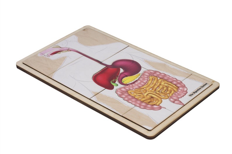 The Digestive System Puzzle Human Digestive System | Etsy