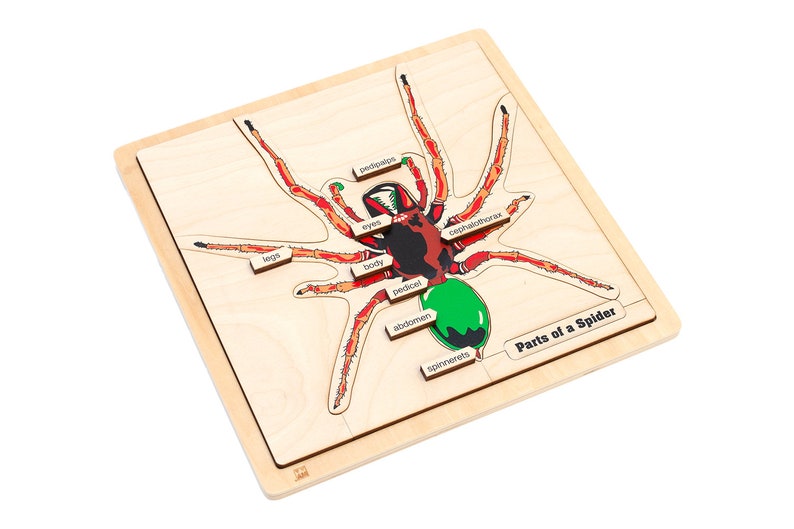 Parts of a Spider Puzzle With Nomenclature Cards 3-6 printed Montessori ...