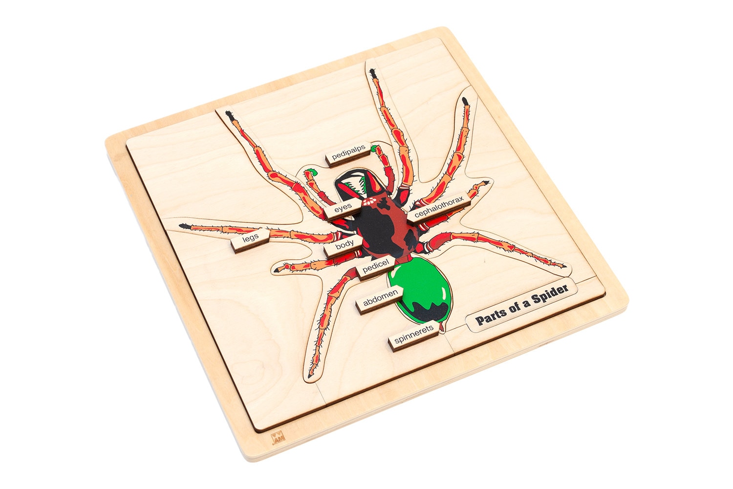 Parts of a Spider Puzzle With Nomenclature Cards (3-6) (printed ...