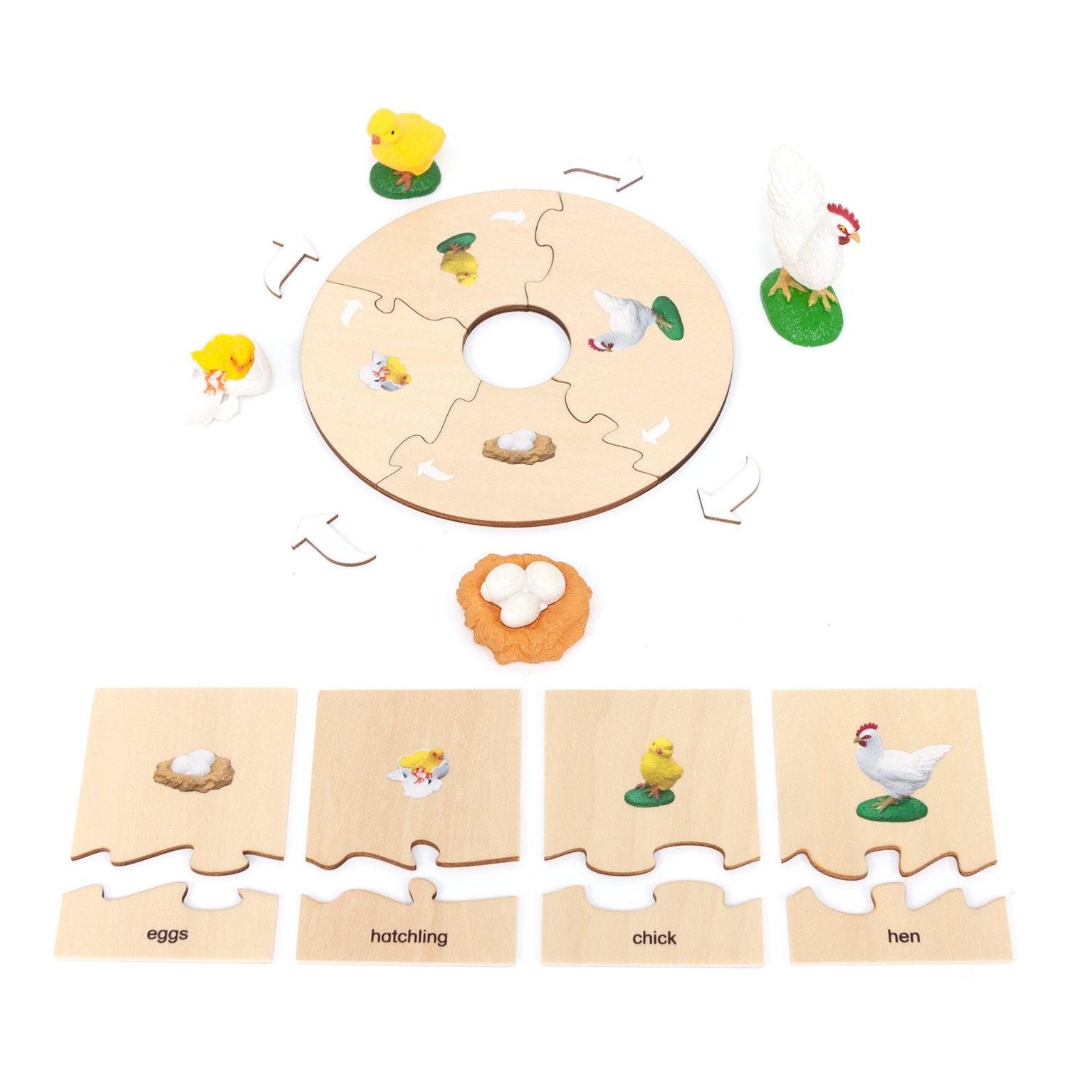 Life Cycle Set of a Chicken Montessori Life Cycle Chicken Life Cycle ...
