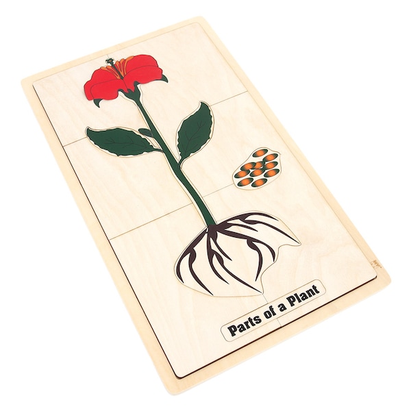 Parts of a Plant - Etsy