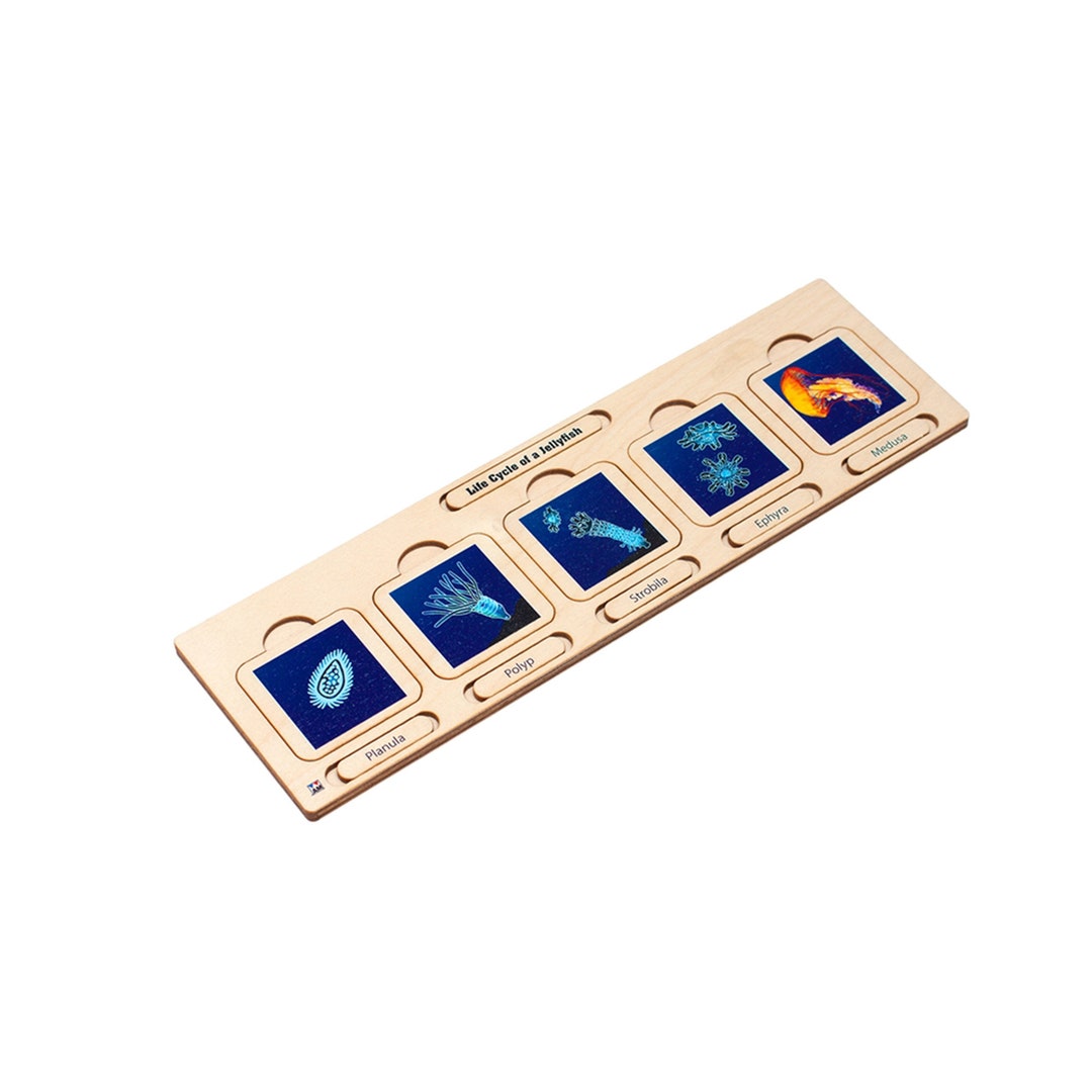 Wooden Life Cycle of a Jelly Fish Puzzle | Montessori Puzzles | Wooden ...
