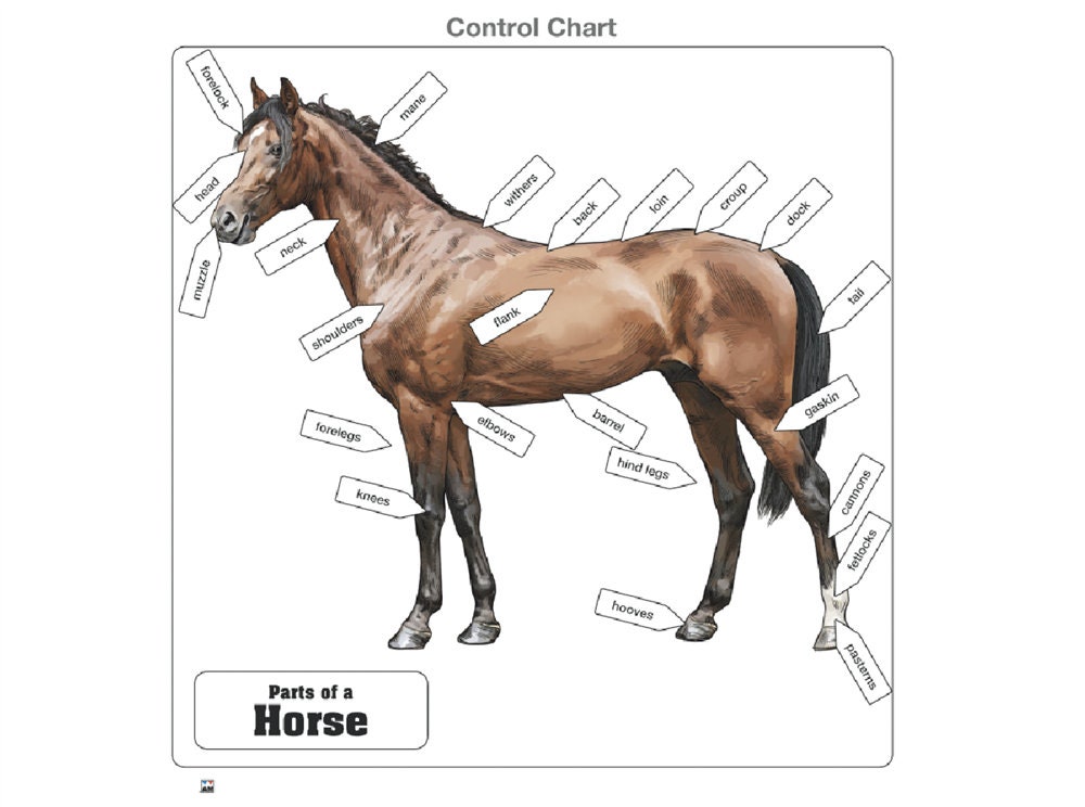 Parts of a Horse Puzzle With Nomenclature Cards 3-6 Montessori ...