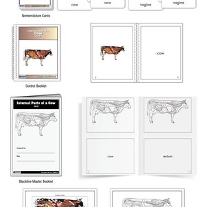 Internal Parts of a Cow Puzzle With Nomenclature Cards 3-6 printed ...