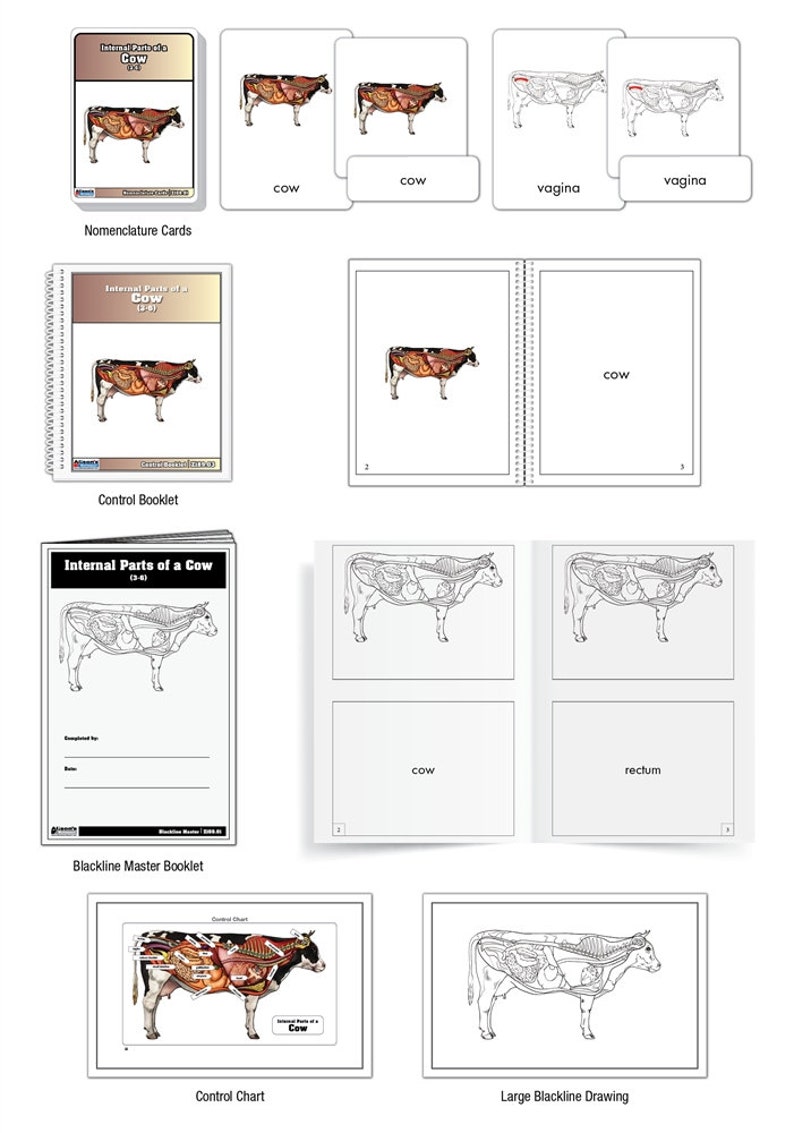Internal Parts of a Cow Puzzle With Nomenclature Cards (3-6) (printed ...