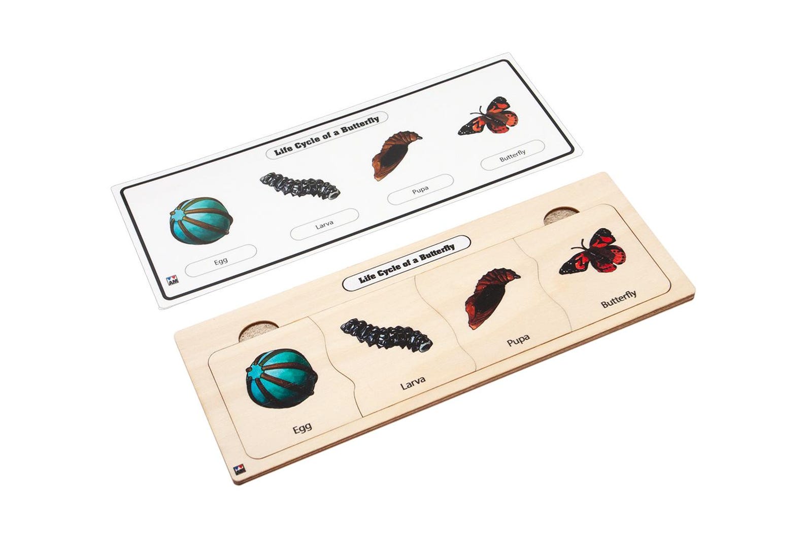 Wooden Life Cycle of a Butterfly | Butterfly Model | Butterfly Life ...