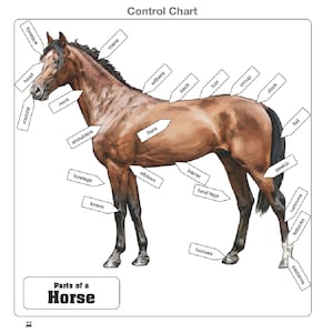 Parts of a Horse Puzzle (elementary) | Horse Anatomy | Horse Puzzle ...