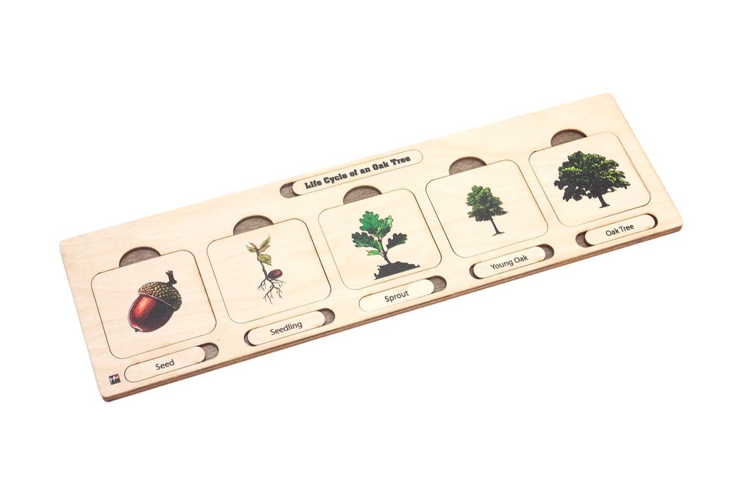 Life Cycle of an Oak Tree Puzzle | Montessori Life Cycle Learning ...
