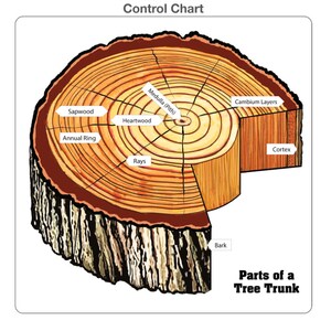 Parts of a Tree Trunk Puzzle With Nomenclature Cards 6-9 | Montessori ...
