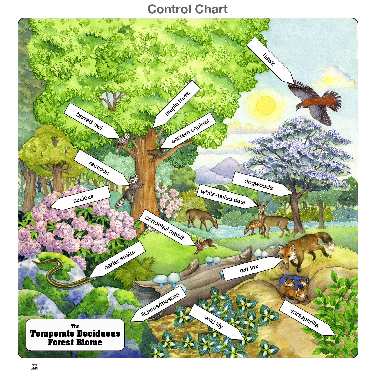 Temperate Deciduous Forest Biome Puzzle | Forest Biomes | Forest ...