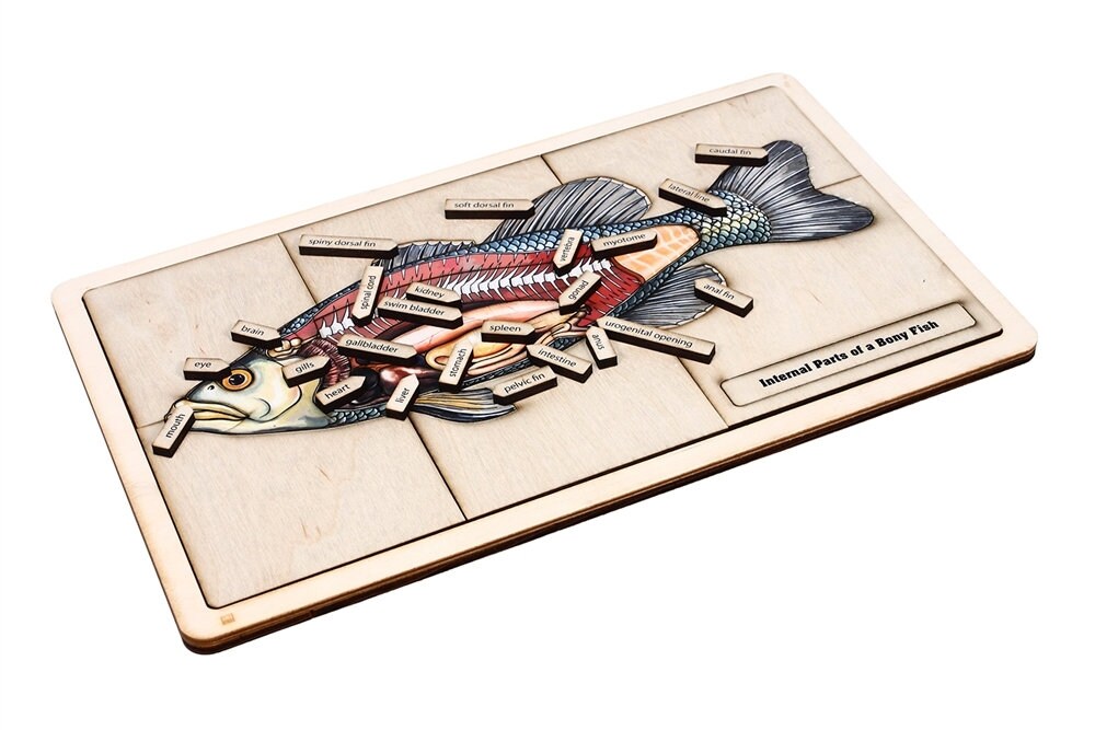Internal Parts of a Bony Fish Puzzle With Nomenclature Cards (3-6 ...