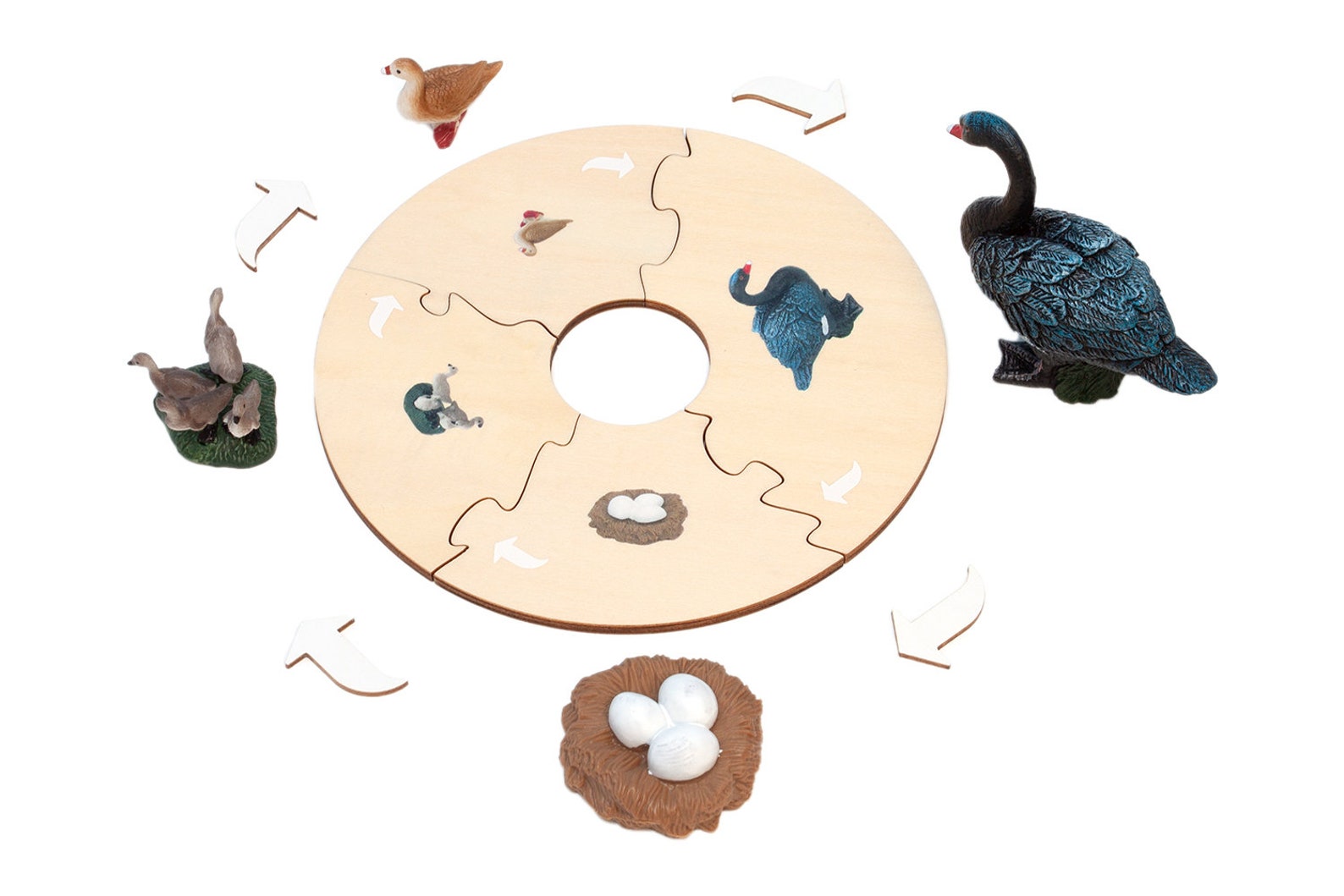 Life Cycle Set of a Swan Montessori Life Cycle Swan Life Cycle ...