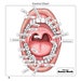 Parts of a Human Mouth Puzzle With Nomenclature Cards (3-6) (printed ...