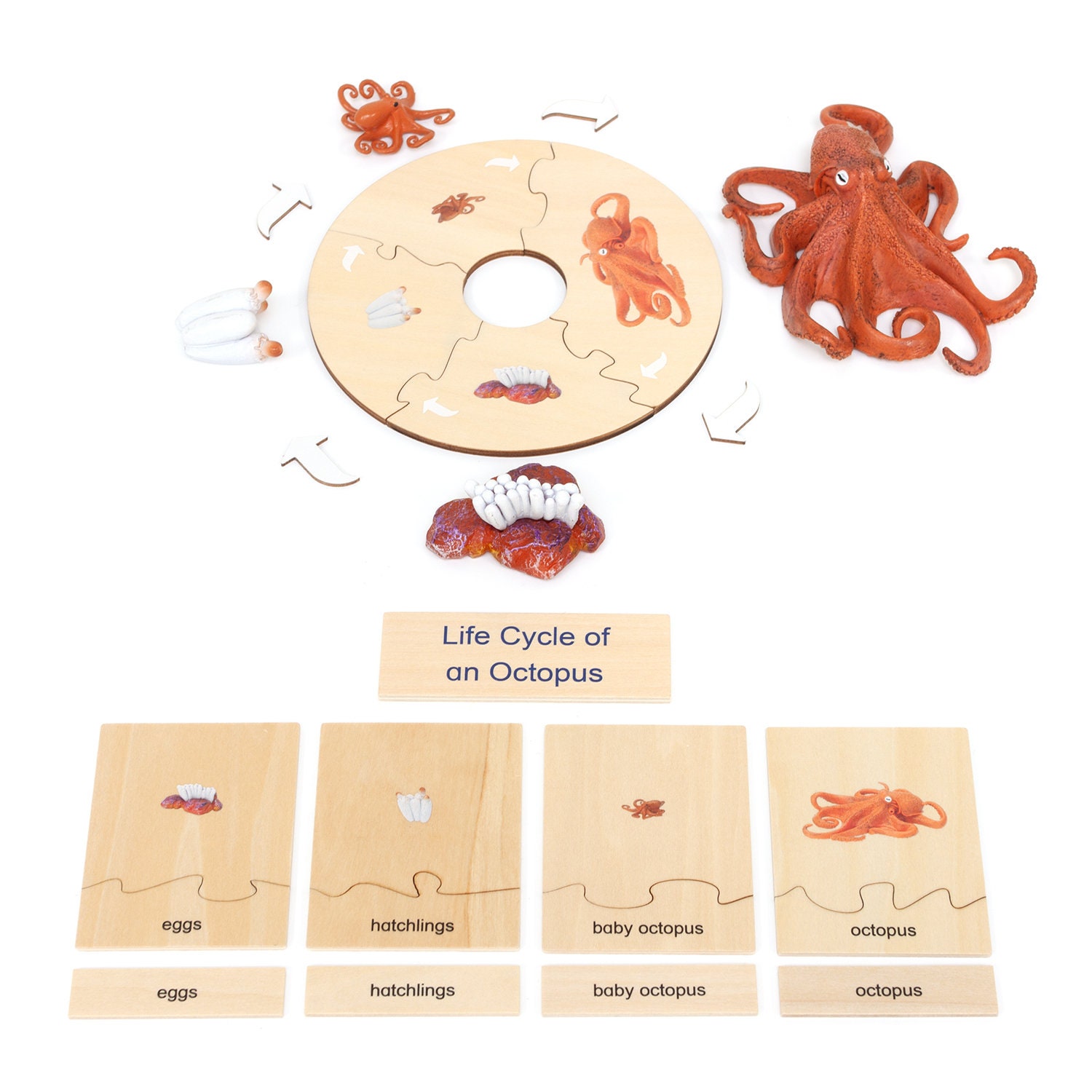 Life Cycle Set of a Octopus - Montessori Life Cycle - Octopus Life ...