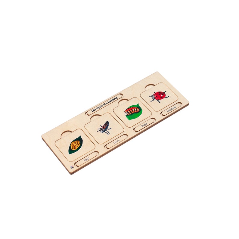 Wooden Life Cycle of a Ladybug Life Cycle Set: Ladybug Montessori Life ...