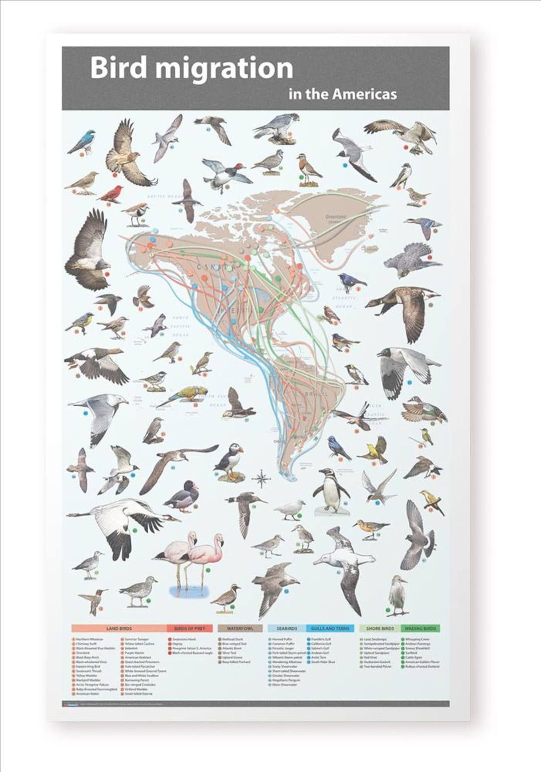 Bird Migration Chart of the Americas: Montessori Science Materials - Etsy
