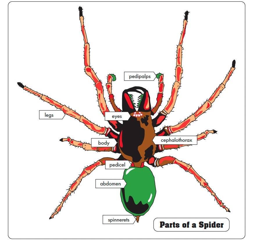 Parts of a Spider Puzzle With Nomenclature Cards 6-9 printed Montessori ...