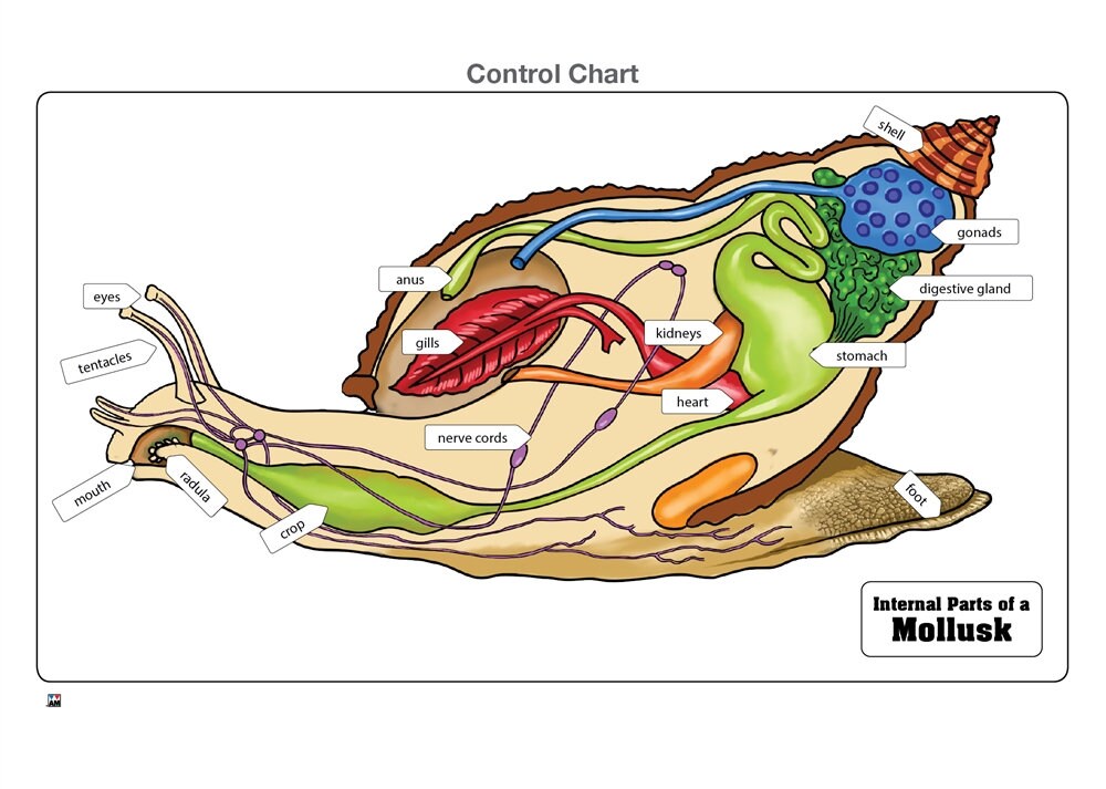 Internal Parts of a Mollusk Puzzle With Nomenclature Cards 6-9 printed ...