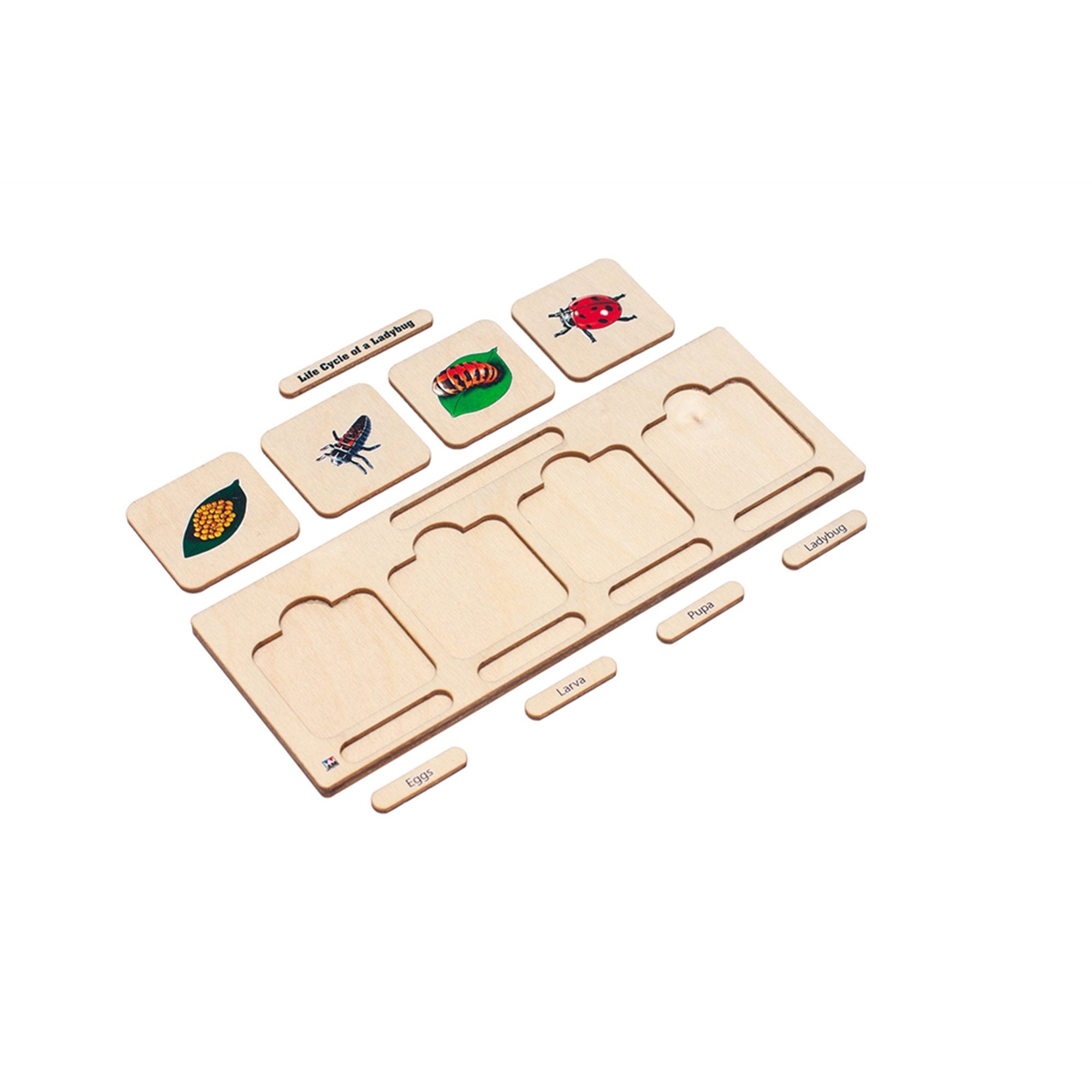 Wooden Life Cycle of a Ladybug Puzzle Life Cycle Learning Montessori ...