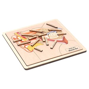 Parts of a Human Ear Puzzle With Nomenclature Cards (3-6) | Montessori ...