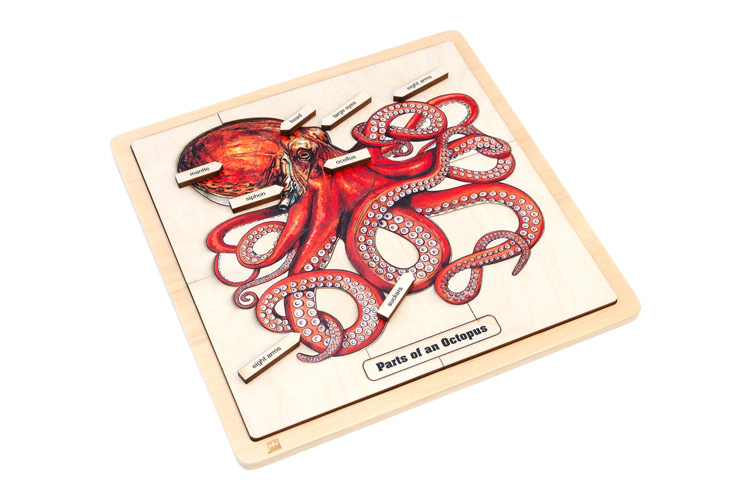 Parts of a Octopus Puzzle With Nomenclature Cards (3-6) (printed ...