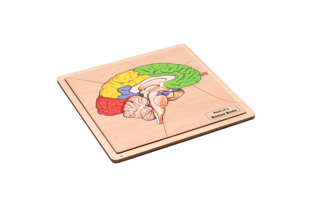 Montessori Parts of a Human Brain Puzzle - Montessori Science Materials ...