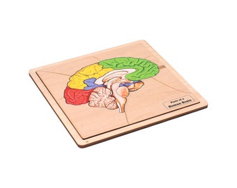 Montessori Parts of a Human Ear Puzzle - Montessori Science Materials ...