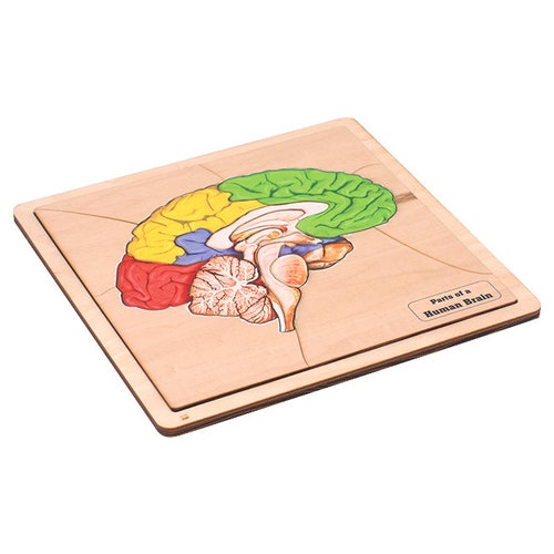 Montessori Parts of a Human Brain Puzzle Montessori Science - Etsy