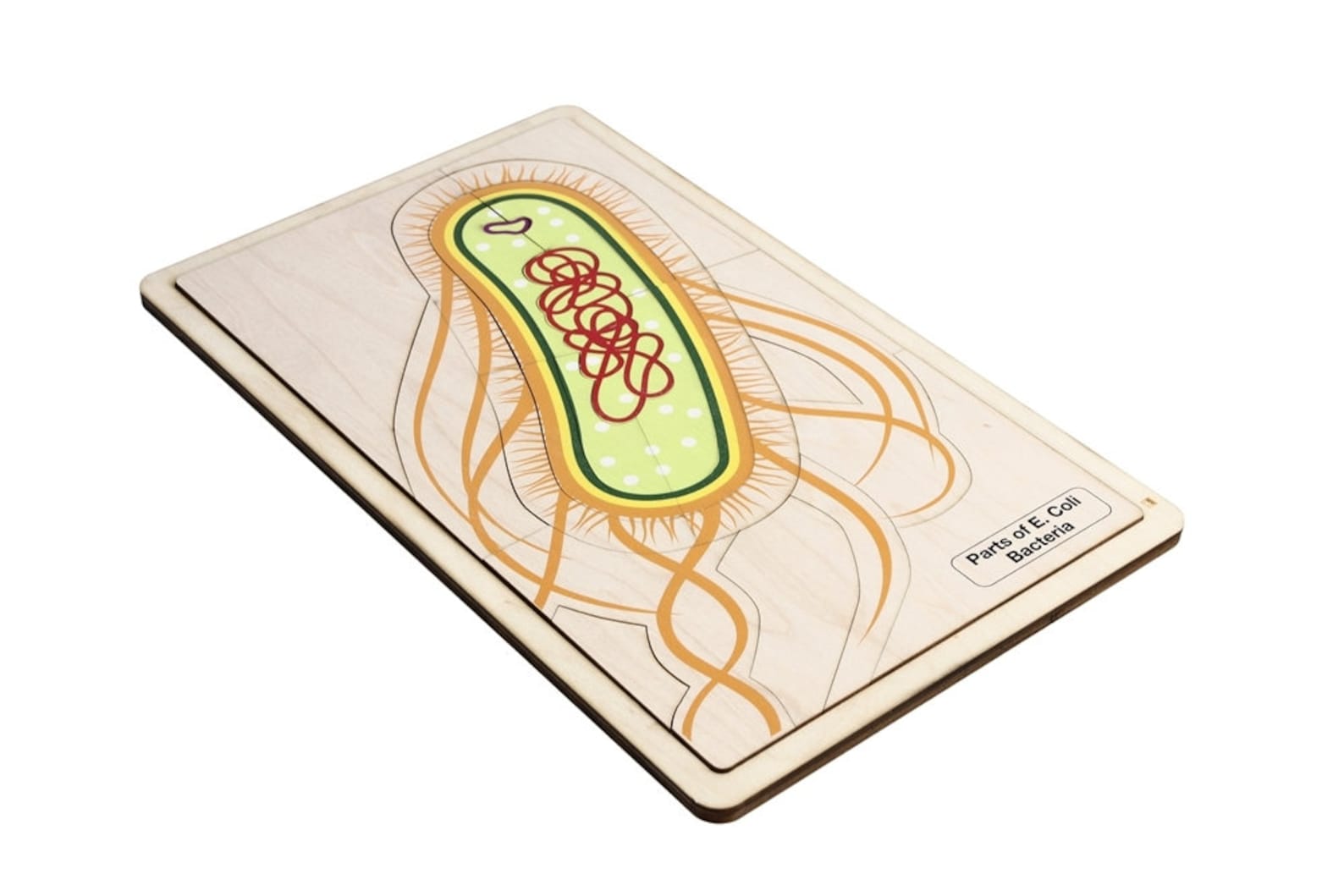 Parts of E. Coli Bacteria Puzzle With Nomenclature Cards (6-9 ...