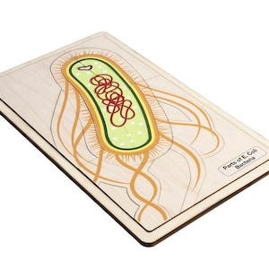 Parts of E. Coli Bacteria Puzzle With Nomenclature Cards (6-9 ...