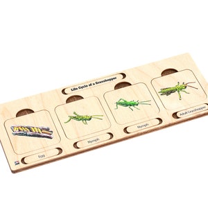 Wooden Life Cycle Set: Grasshopper | Montessori Puzzles | Montessori ...