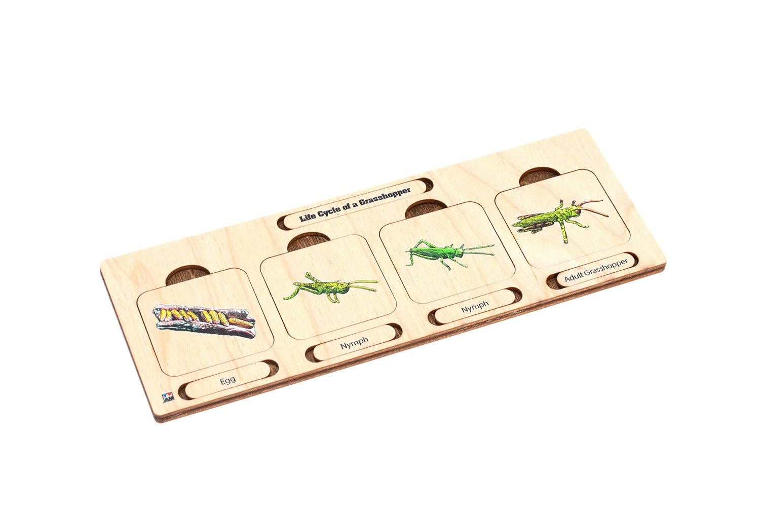 Wooden Life Cycle Set: Grasshopper Montessori Puzzles Montessori Life ...