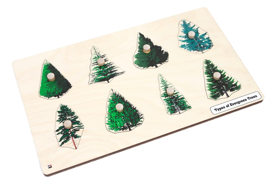 Types of Evergreen Trees Puzzle | Montessori Materials | Montessori ...