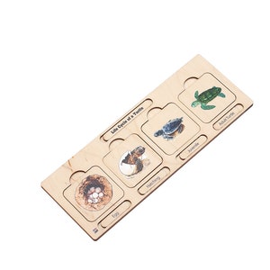 Wooden Life Cycle of a Sea Turtle Puzzle | Montessori Materials ...