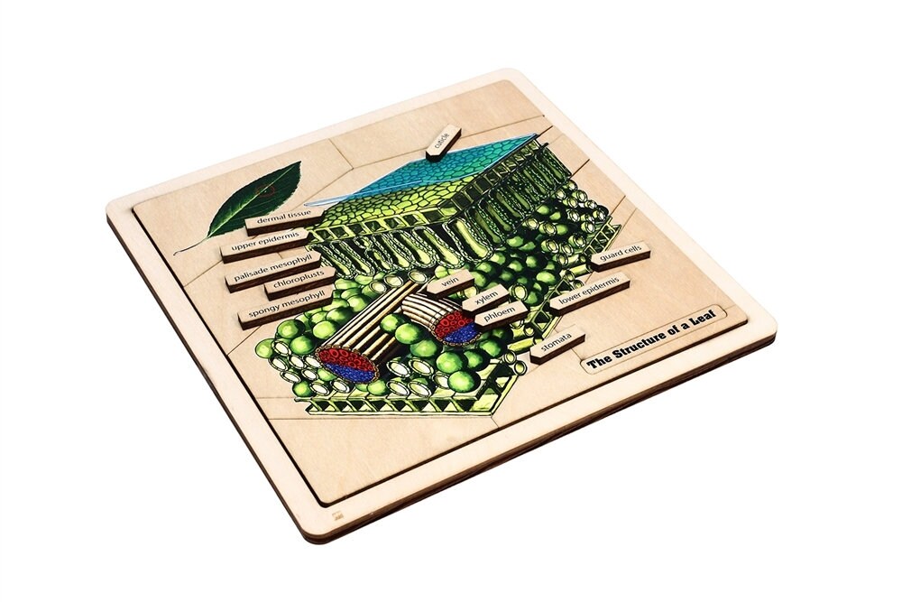 The Structure of a Leaf Puzzle With Nomenclature Cards (printed) (6-9 ...