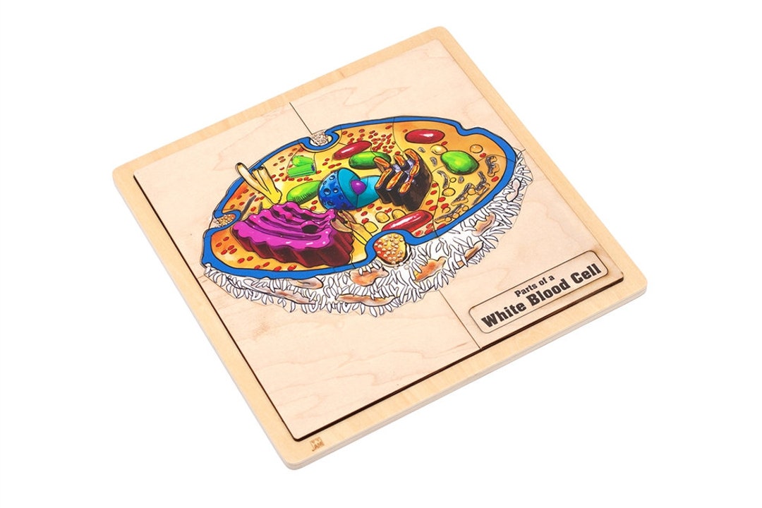 Parts of a White Blood Cell Puzzle With Nomenclature Cards (6-9 ...