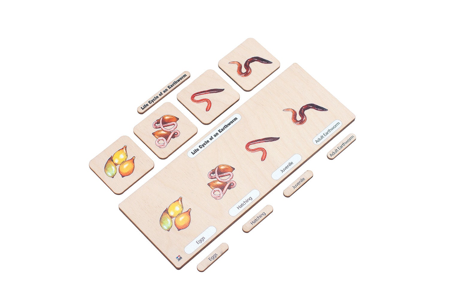 Life Cycle of an Earthworm | Life Cycle Puzzle: Earthworm | Montessori ...