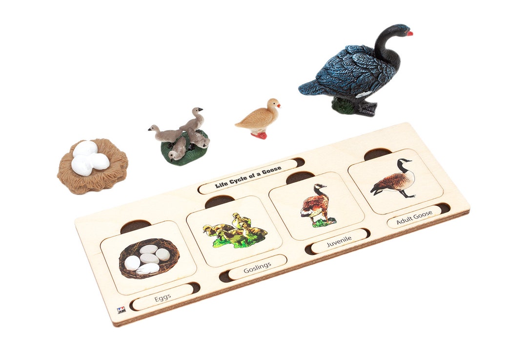 Goose Life Cycle Montessori Puzzle Set: Educational Zoology Learning ...