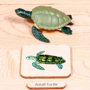 Wooden Life Cycle Set: Sea Turtle | Montessori Life Cycles | Montessori ...