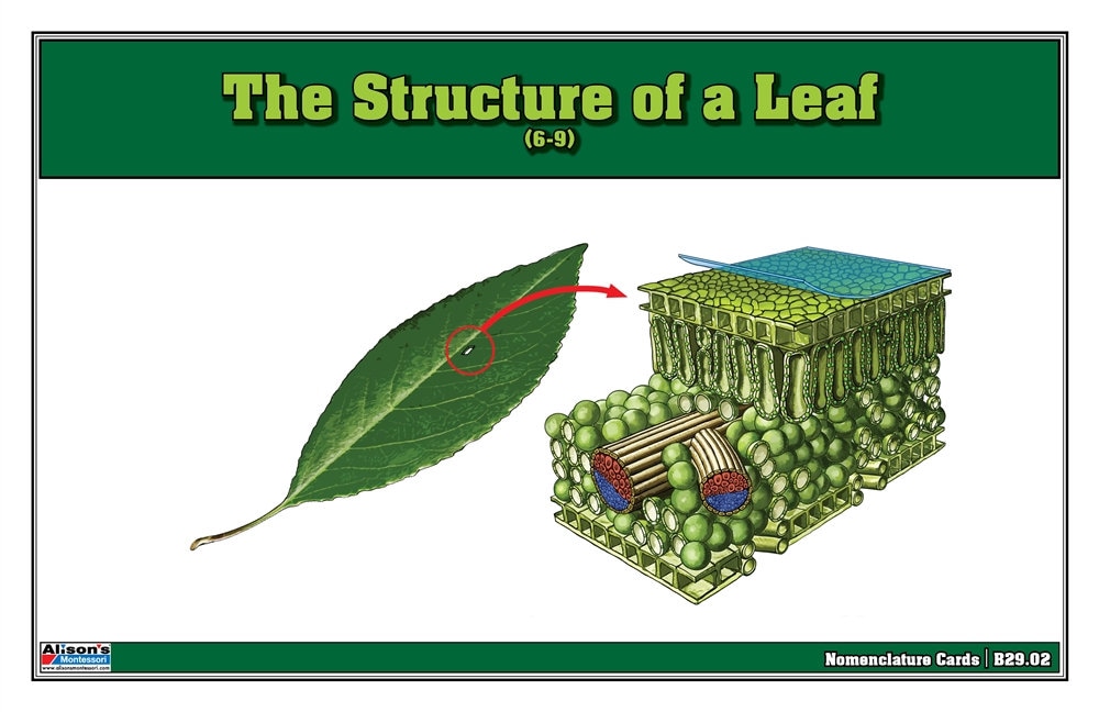 The Structure of a Leaf Puzzle With Nomenclature Cards (printed) (6-9 ...