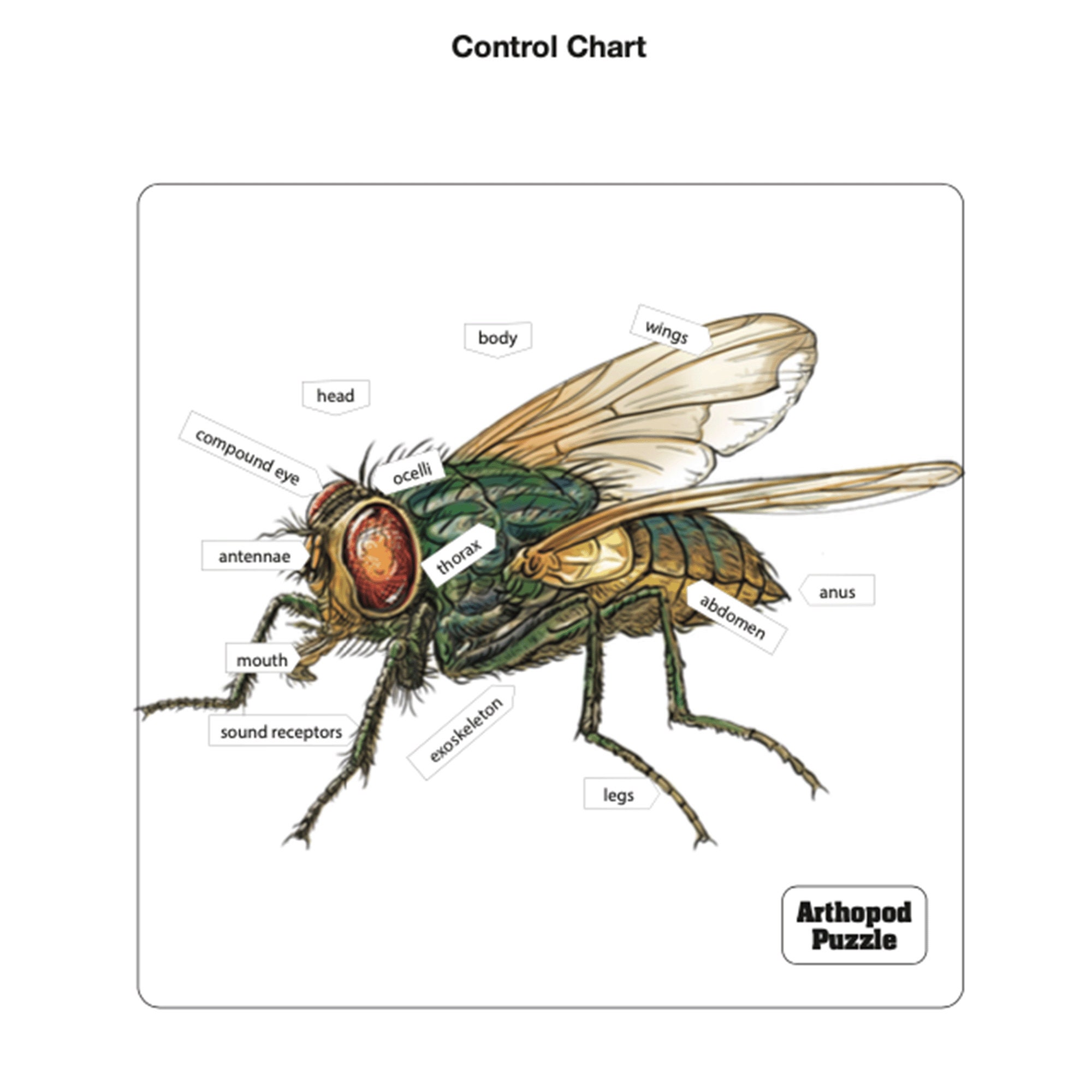 Parts of an Arthropod Puzzle Montessori Zoology Learning Educational ...